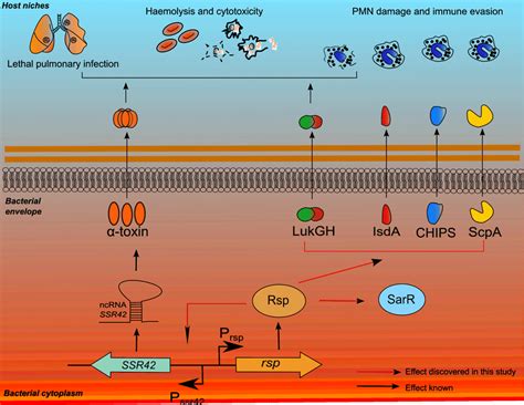 3 A Graphical Overview Of Rsp Mediated Activation Of Virulence Gene Download Scientific