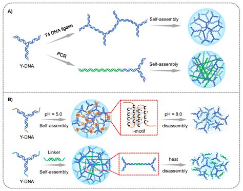 Polymeric Dna Hydrogels And Their Applications In Drug Delivery For