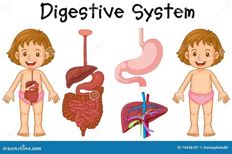 Girl And Digestive System Diagram Stock Vector Illustration Of