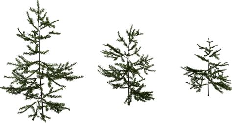 Fir Sapling Model • Poly Haven