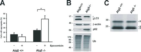 Proteasomal Degradation Of Mhtt Exon1 In Atg5 Deficient Cells A Download Scientific Diagram