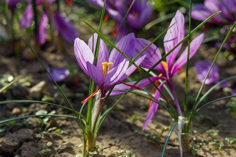 Sáfrány Sáfrány A Kertben Bence Bodzsár Flickr