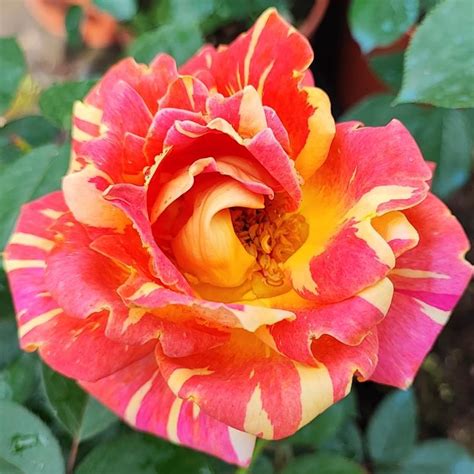 Rosa Caribia® Rose Rifiorentissime Brescia