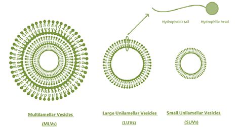 Types Of Niosomes [18] Other Types Of Niosomes That Are Mentioned In
