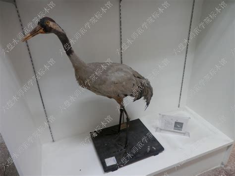 Grus Grus