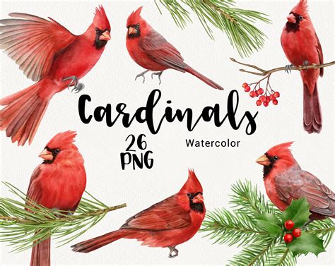Watercolor Red Cardinals Clipart Christmas Birds Clip Art Etsy