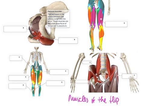 Biol 252l Lab 6 4 Of 8 Diagram Quizlet