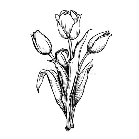 Hand Drawn Sketch Style Tulip Flowers Bouquet Black And White Pen And Ink Drawing Best For