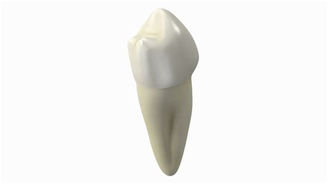 Canine Tooth Human 3d Turbosquid 2139732