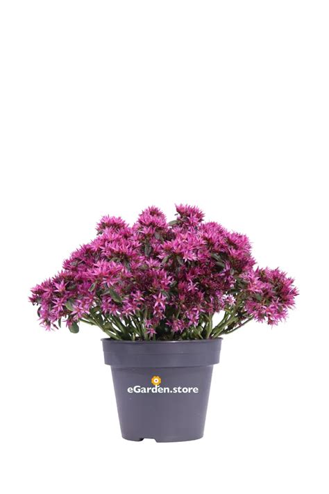 Sedum Spurium Spot On Deep Rose Vivaio Online Egarden