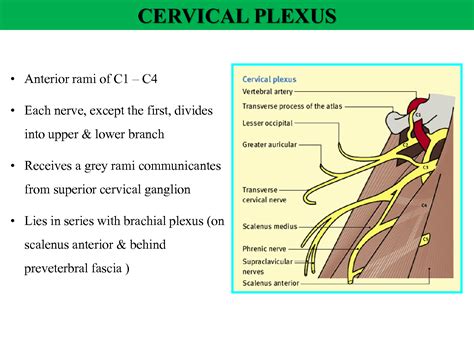 Solution Cervical Plexus Studypool Solution Cervical Plexus Studypool