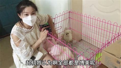 养户家挑选博美，意外发现一只马上要生产的灰泰迪，肚子简直像球 Youtube