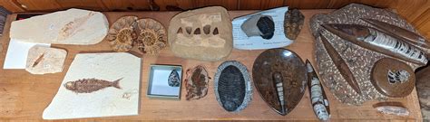 My Fossil Collection R Fossilporn
