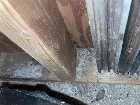 Termite Frass In Our Wooden Shed Just Noticed These Piles And A Torn