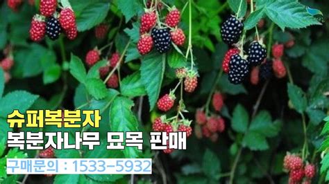 신바람 플랜트 협력농가 판매상품 나무장터com 슈퍼복분자 복분자나무 묘목 삽목묘 Youtube