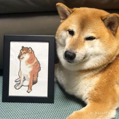 This Rescue Shiba Inu Is Responsible For The Cheems Meme Bored Panda
