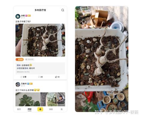 多肉度夏丨休眠、黑腐、底部叶片消耗、烂根、季节锦；如何应对？小贱来解答~ 知乎