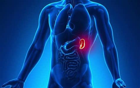Dolor Abdominal Izquierdo Debajo De Costillas 【causas】®