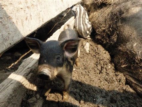 How To Make An Interesting Art Piece Using Tree Branches Ehow