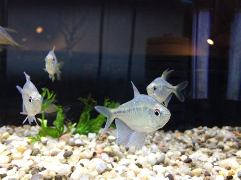 배경 화면 1600x1200 픽셀 물고기 테트라 열렬한 1600x1200 Wallpaperup 1650147 배경 화면 Wallhere