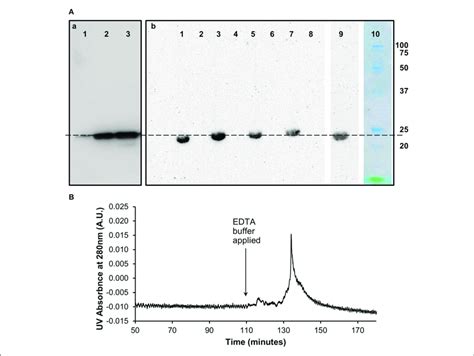 Characterization Of In Vitro Monomeric Crp A Western Blots Download Scientific Diagram