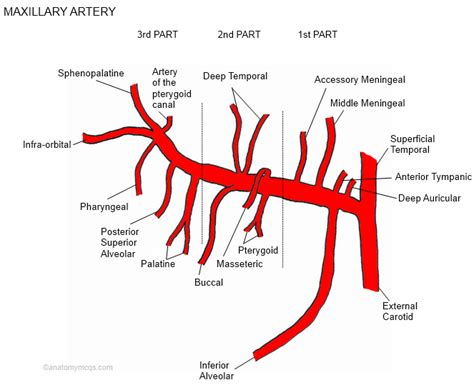 Maxillary Artery Cadaver