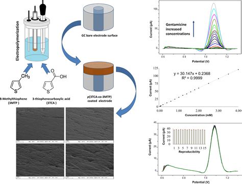 High Sensitive Voltammetric Gentamicin Sensor Using Poly 3‐thiophenecarboxylic Acid‐co‐3