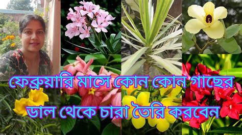 ফেব্রুয়ারি মাসে এই ১৫ টি গাছের কাটিং থেকে চারা তৈরি করুন । ডাল থেকে