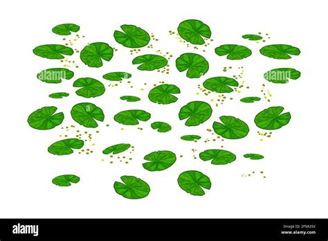 Lily Pad Texture Cut Out Stock Images And Pictures Alamy