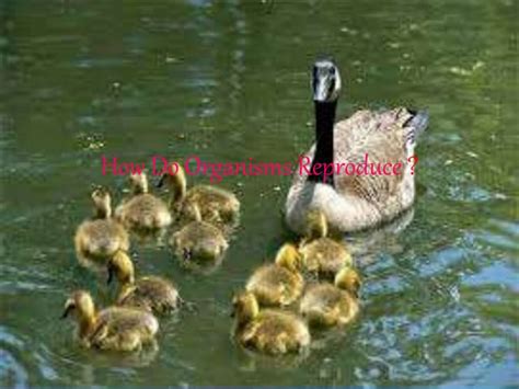 How Do Organisms Reproducepptpptx Infertility Reproductive Health