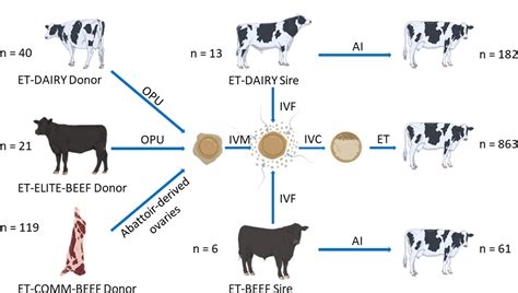 Figure 1 From Fertility In Seasonal Calving Pasture Based Lactating Dairy Cows Following Timed