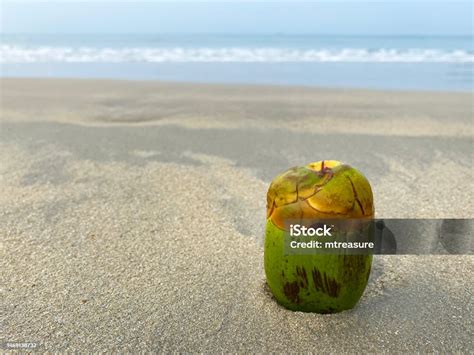썰물 가장자리의 모래 해변에 씻겨진 녹색의 미성숙 코코넛의 클로즈업 이미지 해안의 바다 쓰레기와 오염을 씻는 파도 흩어져있는 모래 더러운 해변 전경에 초점 복사 공간 0명에