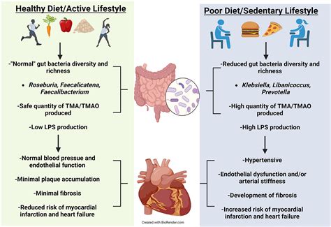 Gut Microbiota Function
