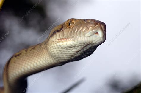 Amethystine Python Morelia Amethistina Stock Image F0320204