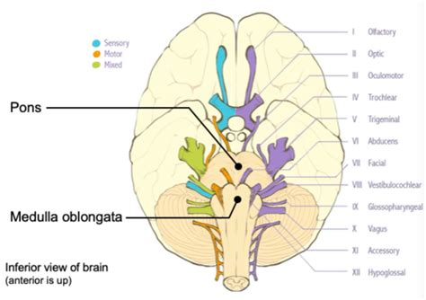 Cranial Nerves General Function Flashcards Quizlet