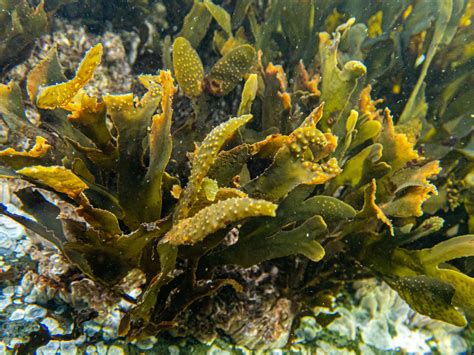 Brown Algae—seaweed—pnw Ocean Life—species Identification — Edmonds