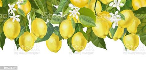 레몬 과일 감귤류 꽃 가지와의 원활한 테두리 손으로 그린 수채화 이미지 일러스트레이션에 대한 스톡 벡터 아트 및 기타 이미지 일러스트레이션 0명 감귤류 과일 Istock