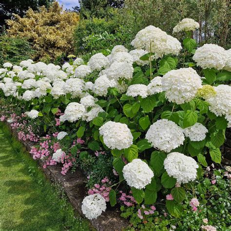 Annabelle Hydrangea The Sill