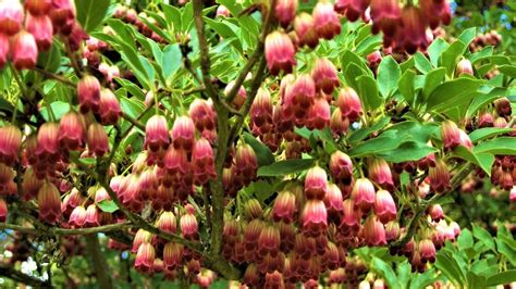 Редкий красивоцветущий кустарник декоративный весь сезон! | GardenLife ...