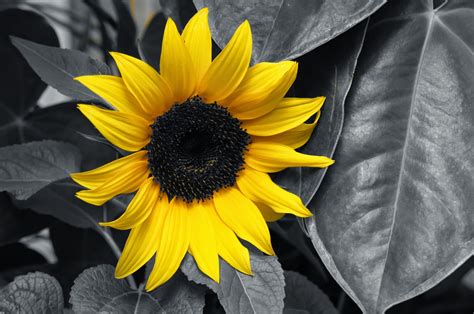 무료 이미지 자연 집 밖의 검정색과 흰색 꽃잎 꽃 무늬의 노랑 플로라 닫다 선명한 매크로 사진 꽃 피는 식물 데이지 가족 해바라기 씨 육상 식물