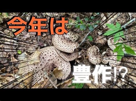 キノコ狩りコウタケ豊作٩ ω و2022 9 15 YouTube