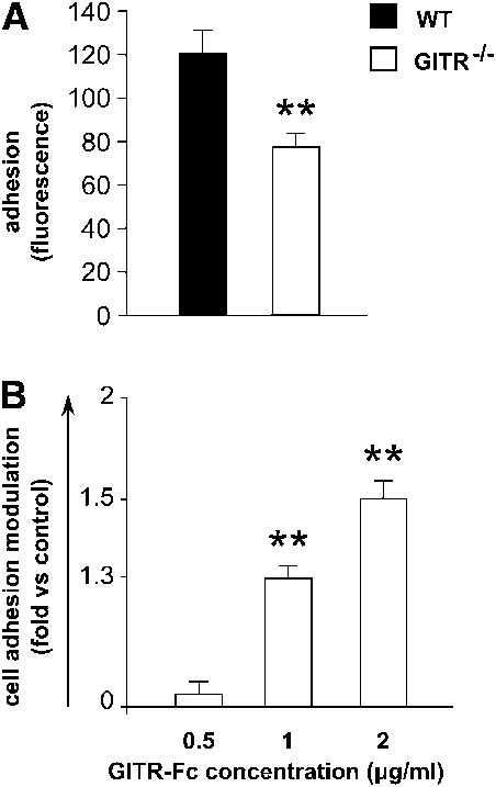The Gitrl Gitr System Favors Adhesion Of Murine Splenocytes To Ec A Download Scientific