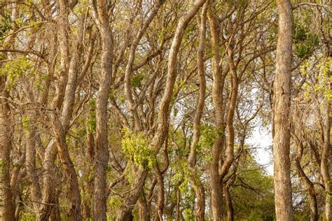 Each Tree Unique In Its Shape Forms A Lush Canopy Overhead Filtering
