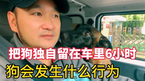 鐵牛旅行記249集我去医院看病，把狗独自留在车里6小时，它会发生什么行为？環遊中國 艾倫 狗是人类最忠诚的朋友 房車旅行 Youtube