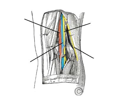 Contents Of Popliteal Fossa Diagram Quizlet