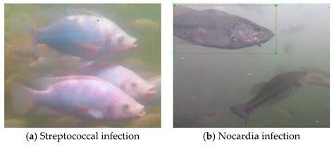Diseased Fish Detection In The Underwater Environment Using An Improved