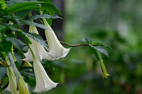 Trumpet Flower White - Free photo on Pixabay