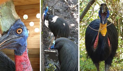 Cassowary Cute Southern Cassowary By Birdorable