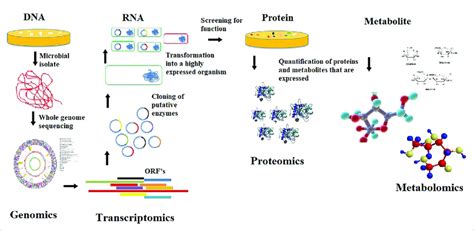 a typical overview of functional genomics download scientific diagram
