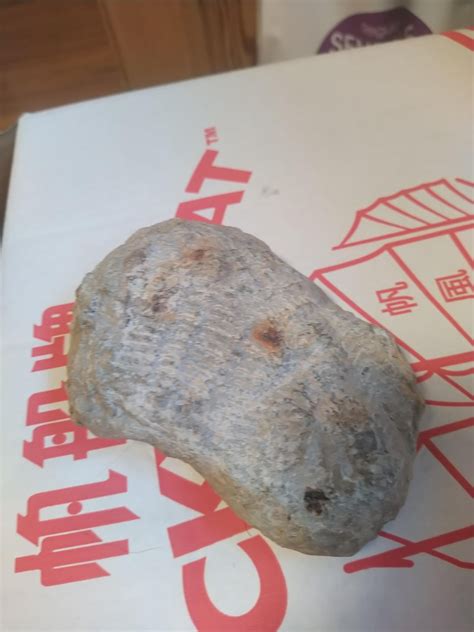 Fossil Identification R Whatsthisrock